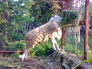 samfarm organics: RAISING sheep in the Philippines