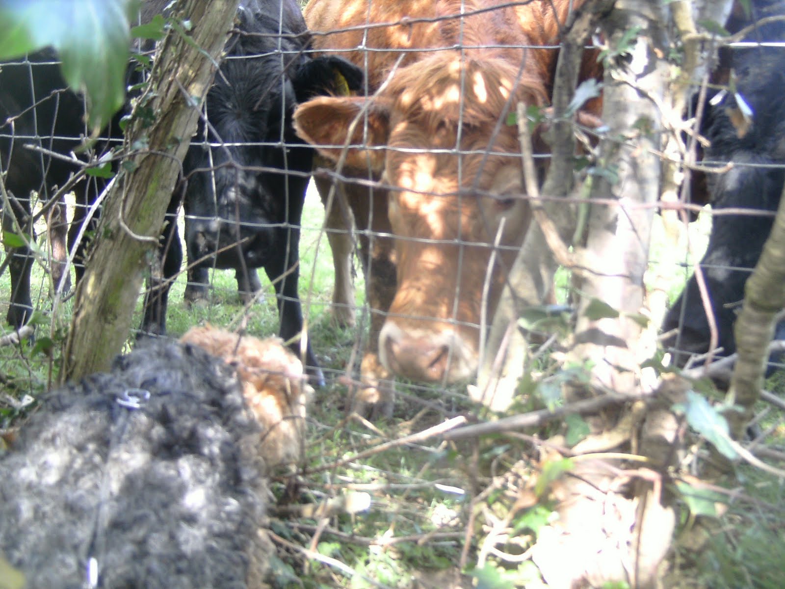 Going Gently: Cow obsession and a first for Chris