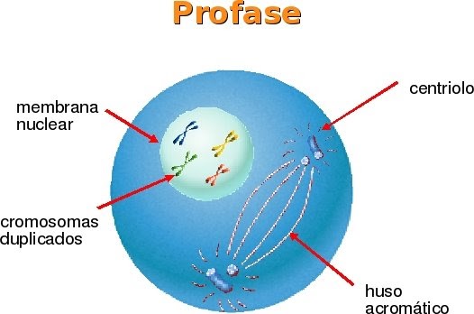 Biología Aplicada 4ºA -3- 2014: MITOSIS EN CÉLULAS VEGETALES.