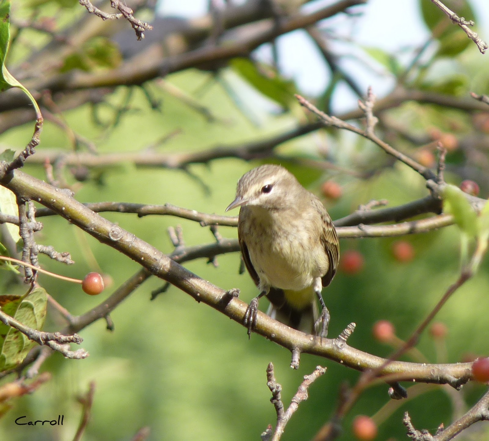 Into the Woods and Elsewhere: Birding Chicago: lakeside parks and the ...