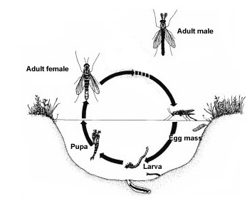 Protect Health.......Protect Life: Family Culicoides(Midges)