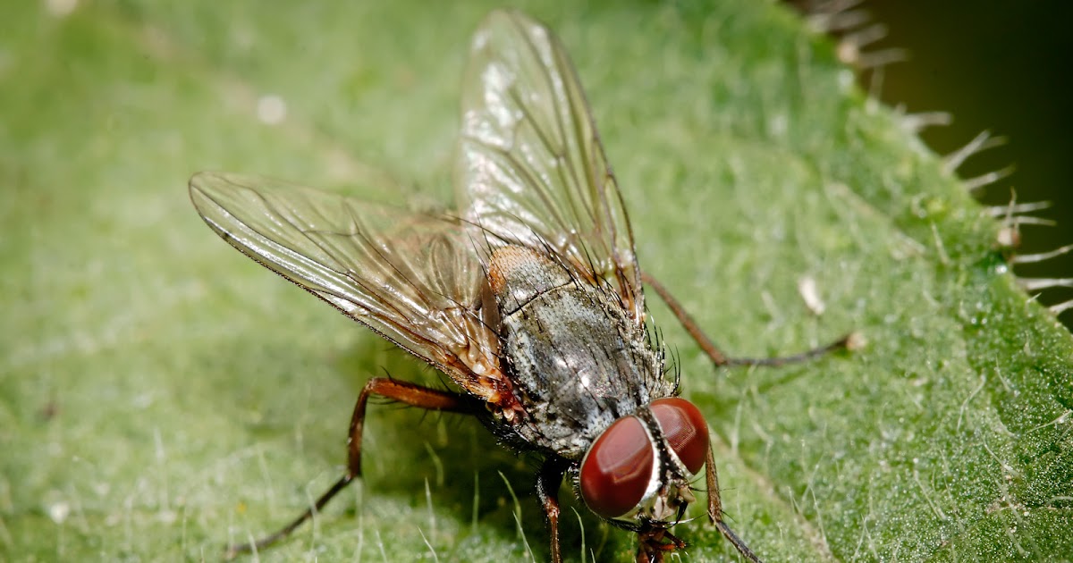Protect Health.......Protect Life: Family Muscidae..Genus Musca(House ...