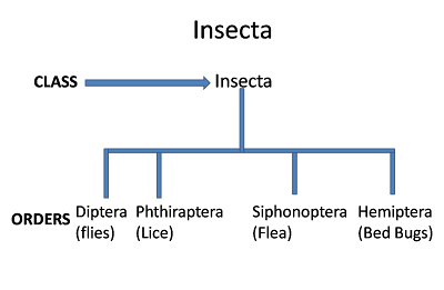 Protect Health.......Protect Life: Classification of Arthropods
