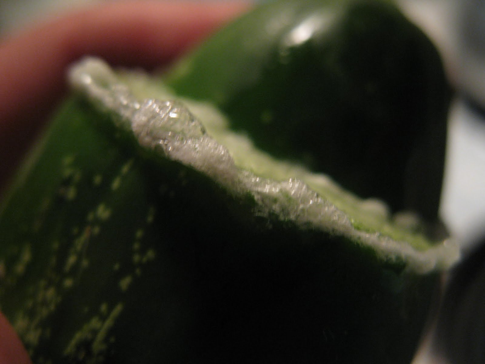 Simply Homemaking: How to "Milk" a Cucumber