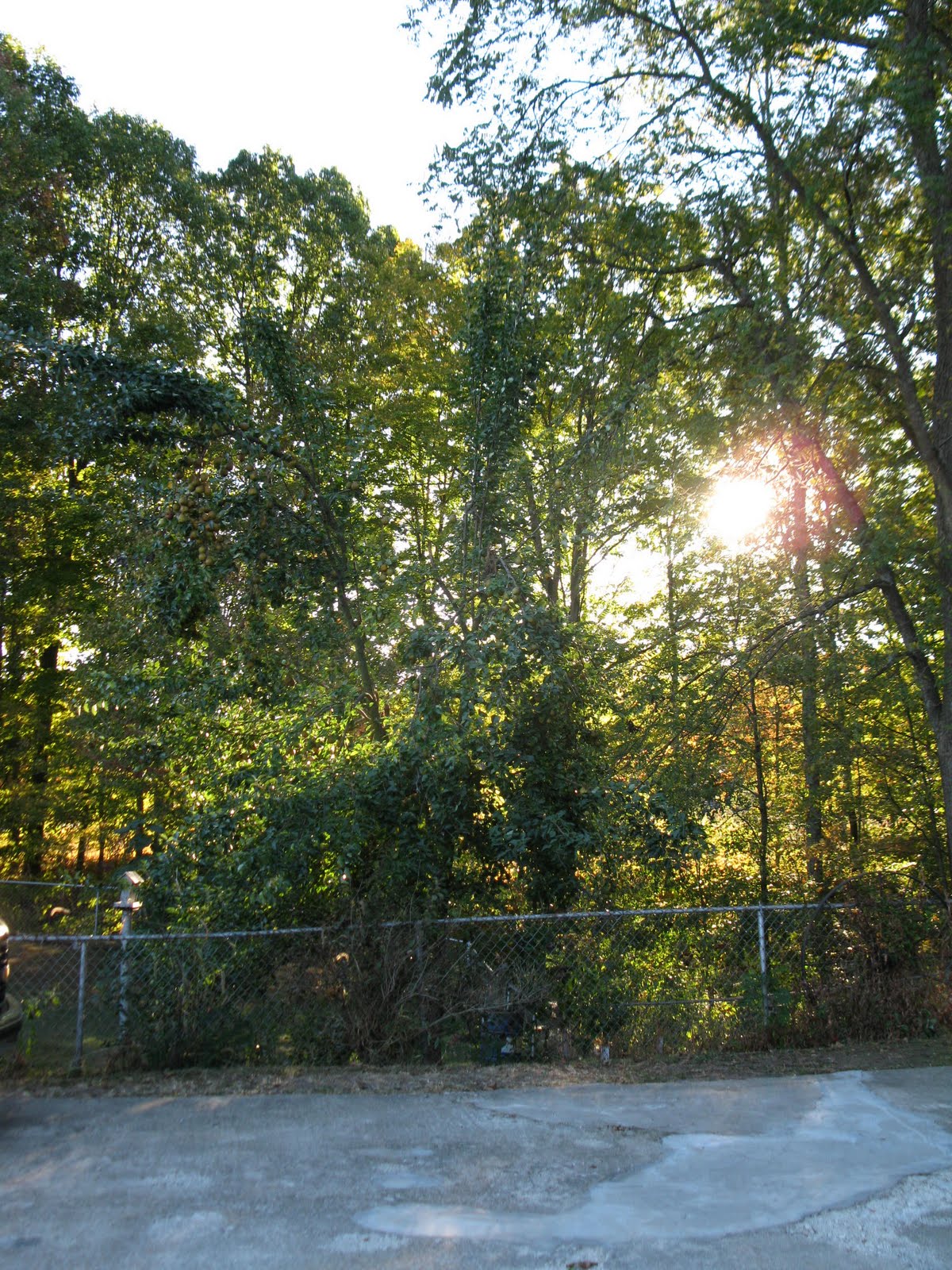 Simply Homemaking: Canning Pears