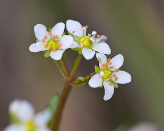 NWflora: Western Saxifrage, Saxifraga occidentalis