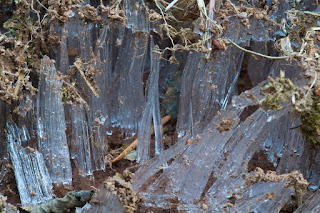 NWflora: Needle Ice, kammeis (German), shimo bashira (japanese ...
