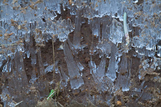 NWflora: Needle Ice, kammeis (German), shimo bashira (japanese ...