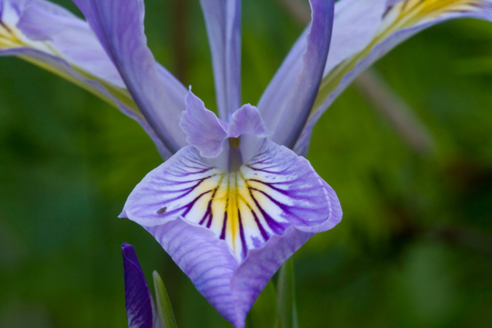 NWflora: Oregon Iris, Iris tenax