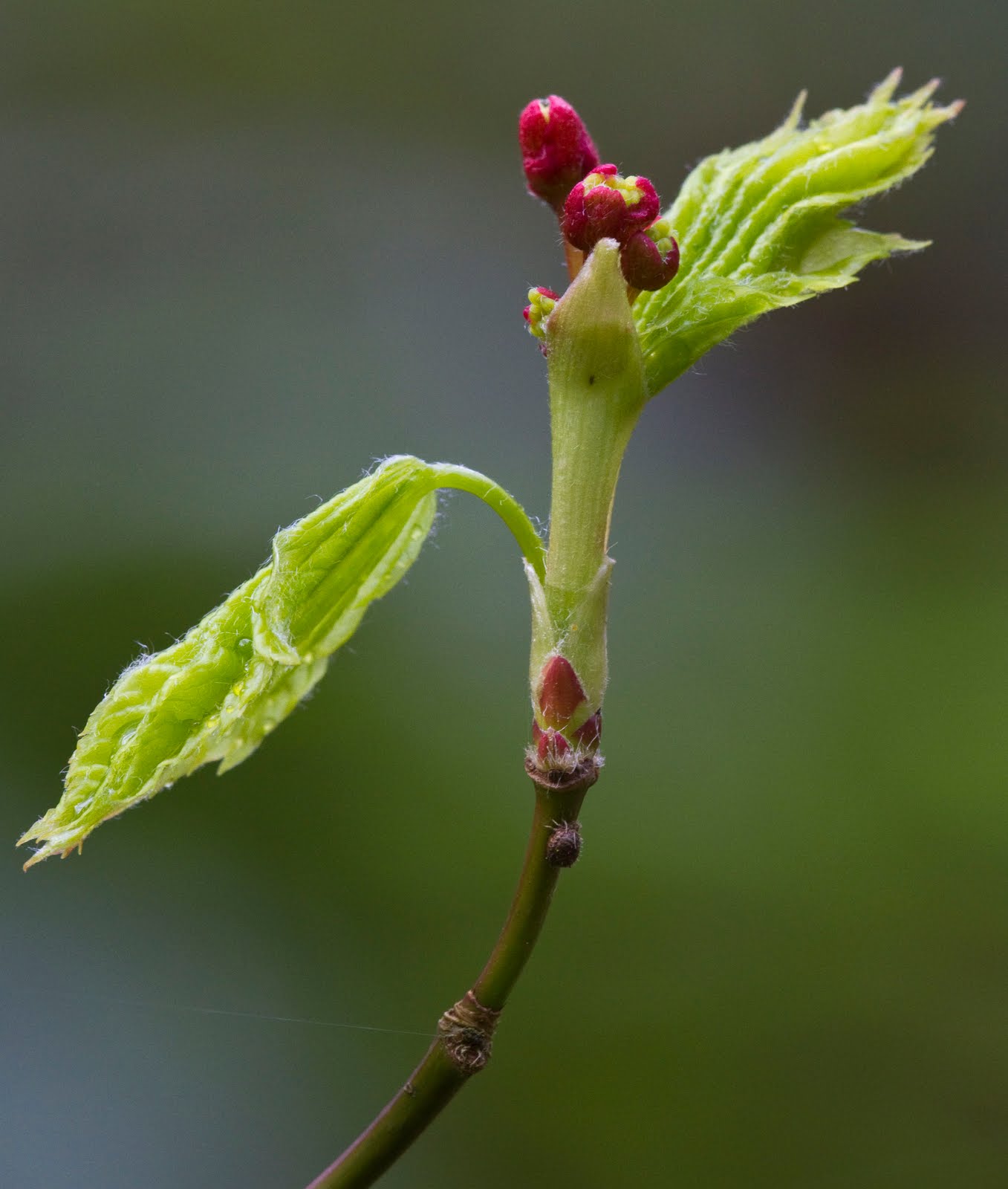 NWflora: Vine Maple, Acer circinatum