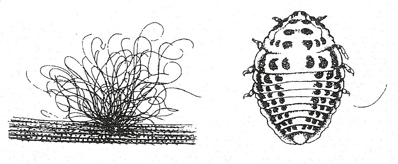 Entomologia Forestal: Orden de artropodos