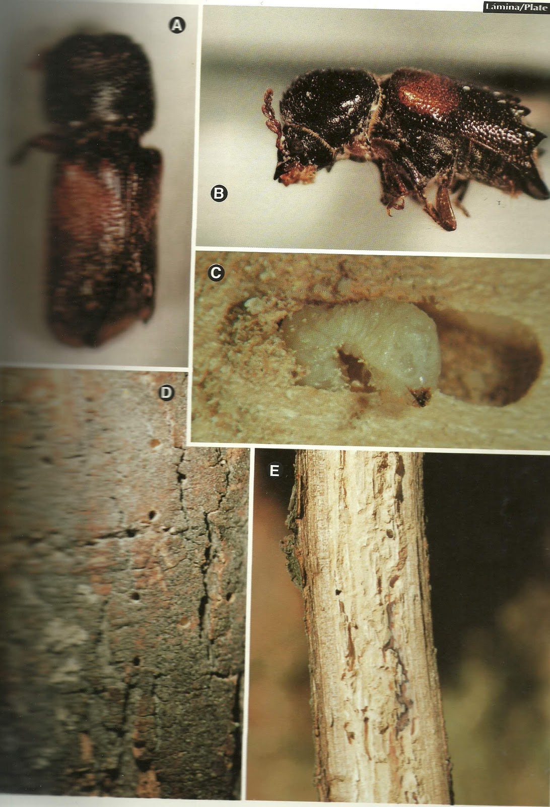 Entomologia Forestal: Insectos que se alimentan de la madera seca