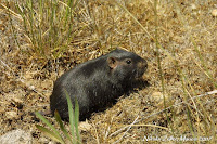 Fotografía outdoors: Cururo