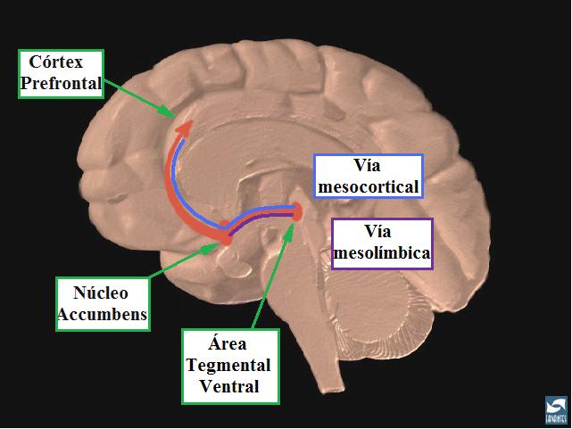 Psicología Fisiológica