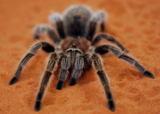 Gramma Fermatta: Lectura #4: La migala