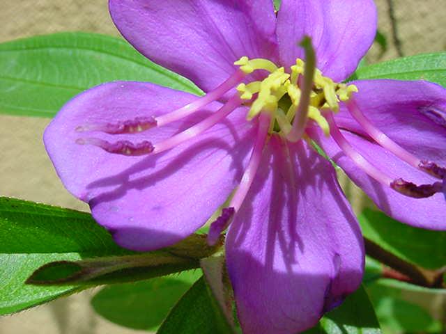 TERATAK SENJA: SENDUDUK (Melastoms malabathricum)klikdisini untuk ...