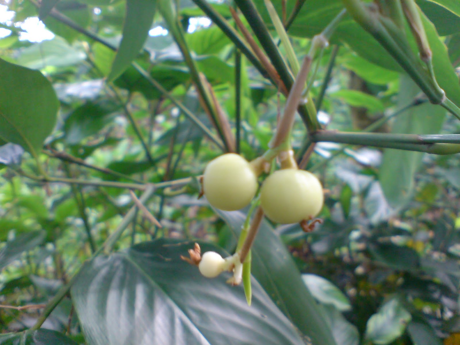 TERATAK SENJA: Pokok Bemban