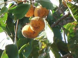 TERATAK SENJA: Buah Setoi (sentol)