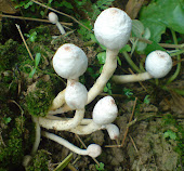 TANAH KEDAWUNG: Cara cantum pokok besar