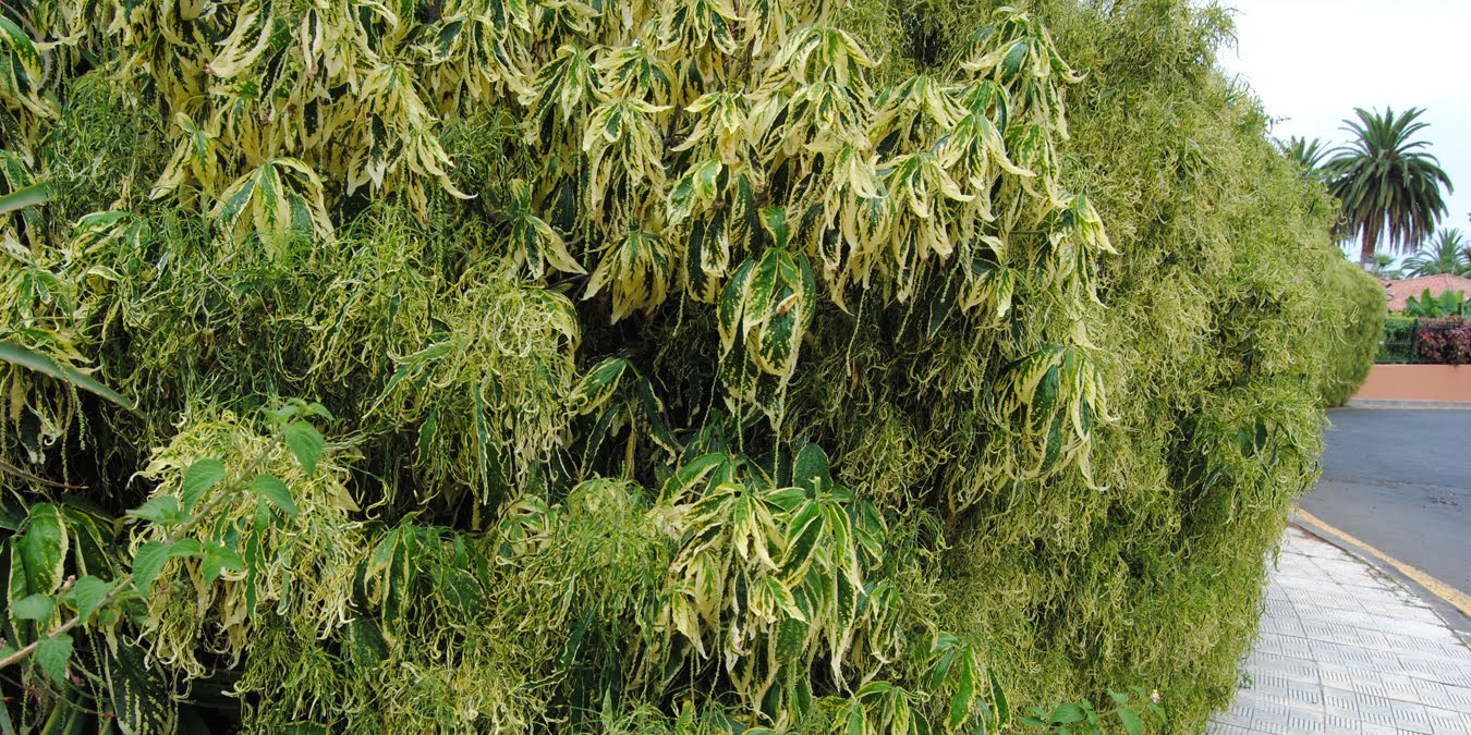 LA BOLSA GRIS: Acalypha wilkesiana_EUPHORBIACEAE