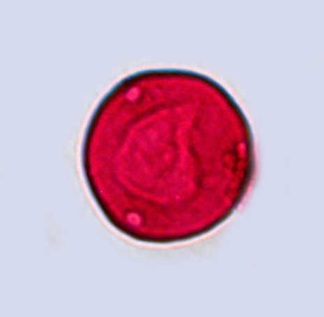 Colorado Earth Science: Fossil Pollen Reveals Florissant's Ice Age ...