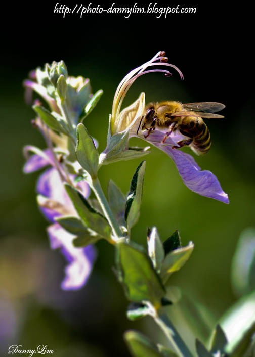 dannylim: Greece-Travel-Delphi