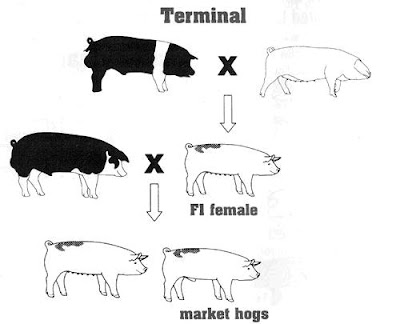 NEWS AND ARTICLE: Crossbreeding Systems