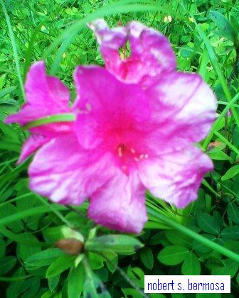 E2=Educational & Entertainment Hub: The Beautiful Flowers of Baguio ...