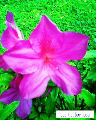 E2=Educational & Entertainment Hub: The Beautiful Flowers of Baguio ...