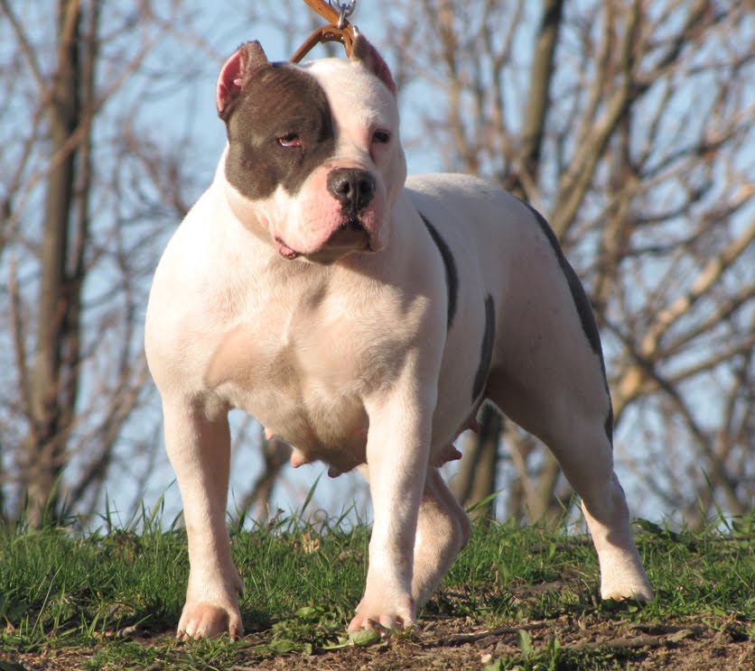 Razas de Perros: American Bully