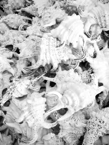 FOCAL POINT STYLING: KEY WEST: SHIPWRECKS SHELLS SQUARES & SUNSETS