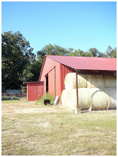 FOCAL POINT STYLING: PHOTOS FOR FRIDAY: Barn Yard Love