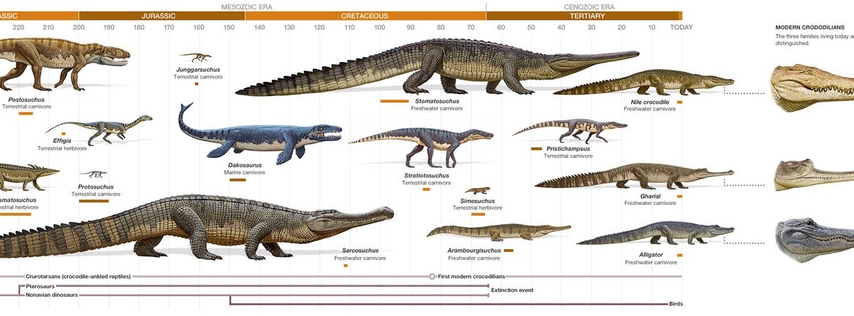 Haga clic para continuar: Evolución de los cocodrilos prehistóricos