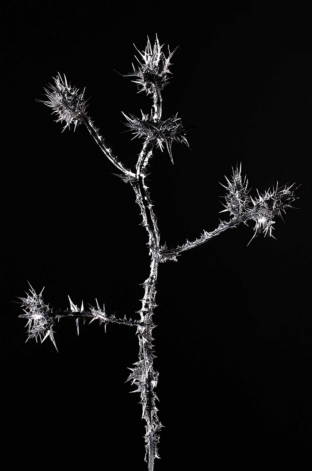 la esponja: chernobyl´s flowers