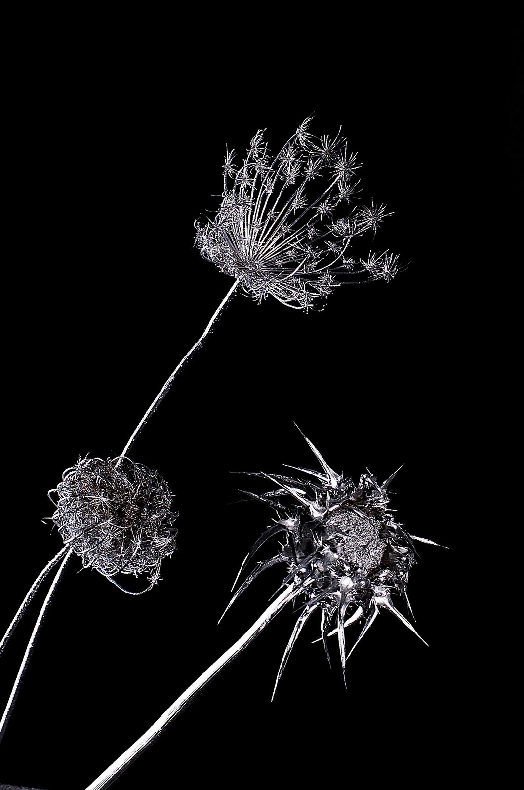 la esponja: chernobyl´s flowers