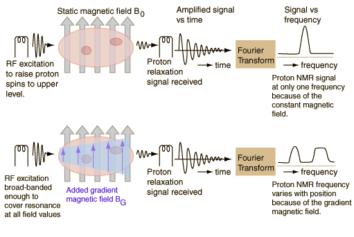 Physiology physics woven fine: Understanding the Basic Principles of ...