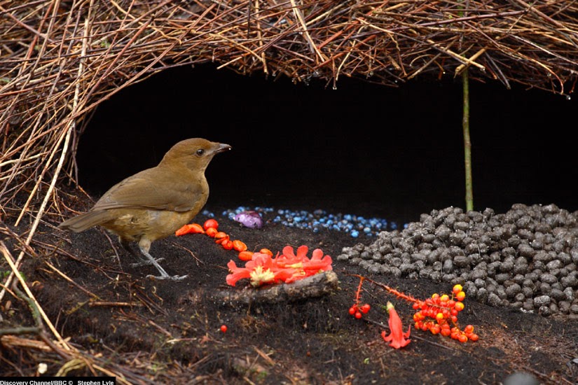 Celan's Guide to a Beautiful Life: Bower Birds