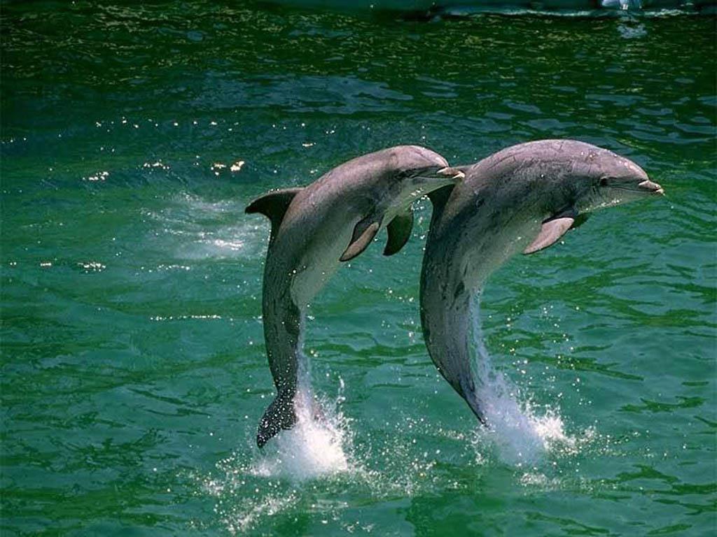 delfines: los animales mas bellos