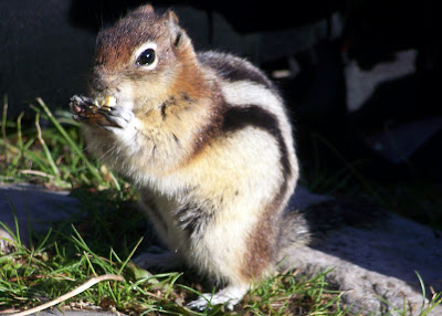 The Wild West: Ek Gilahri