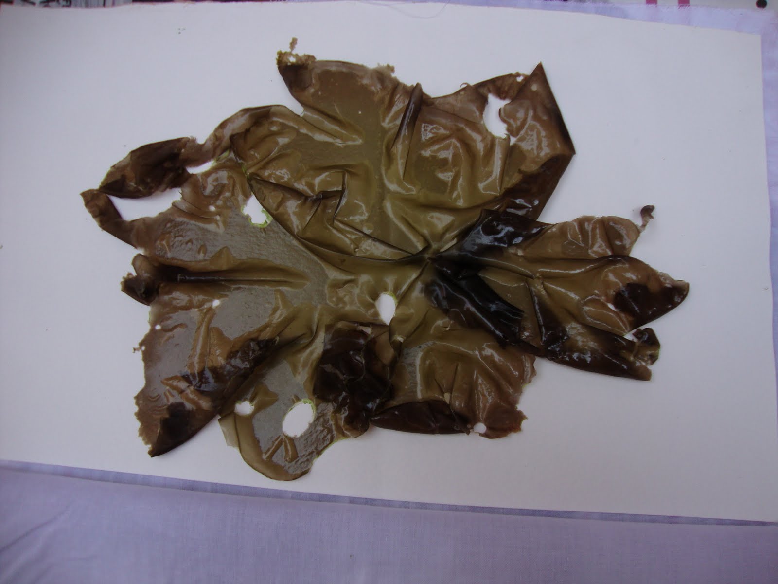 O mar aqui ao pé: Porphyra umbilicalis