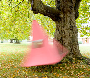 PEARL ST. MARKET: The Tree Pee