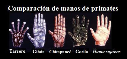 human evolution: Los Primates