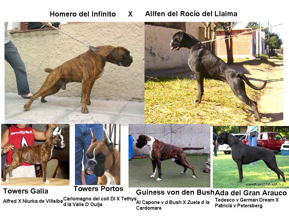 MBARETÉ BOXER: Cachorros Homero /Allfen
