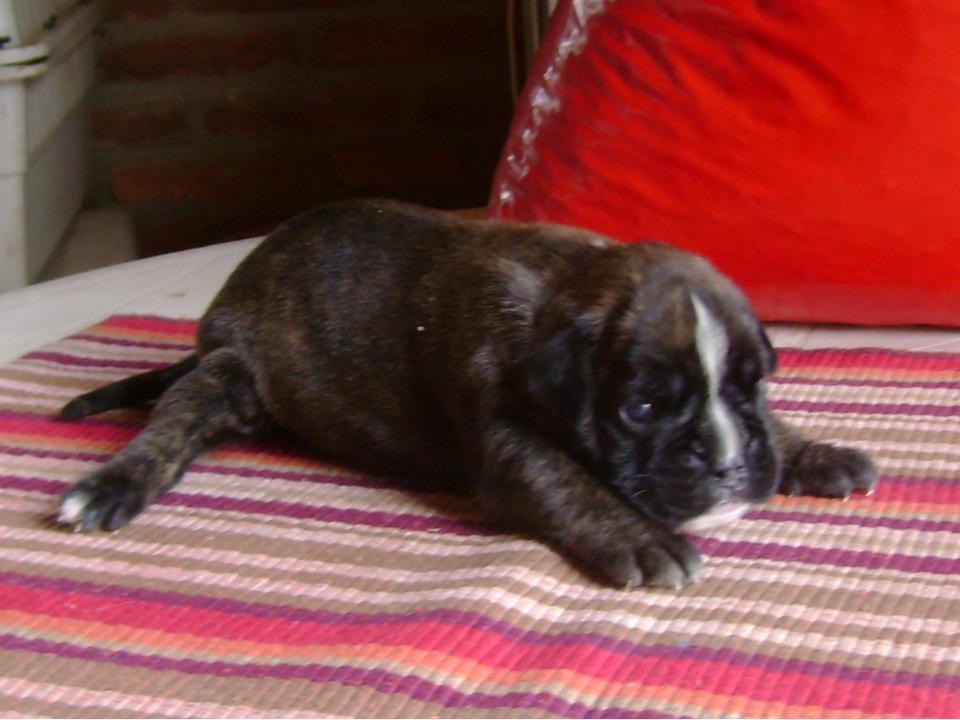 MBARETÉ BOXER: Cachorros Homero /Allfen