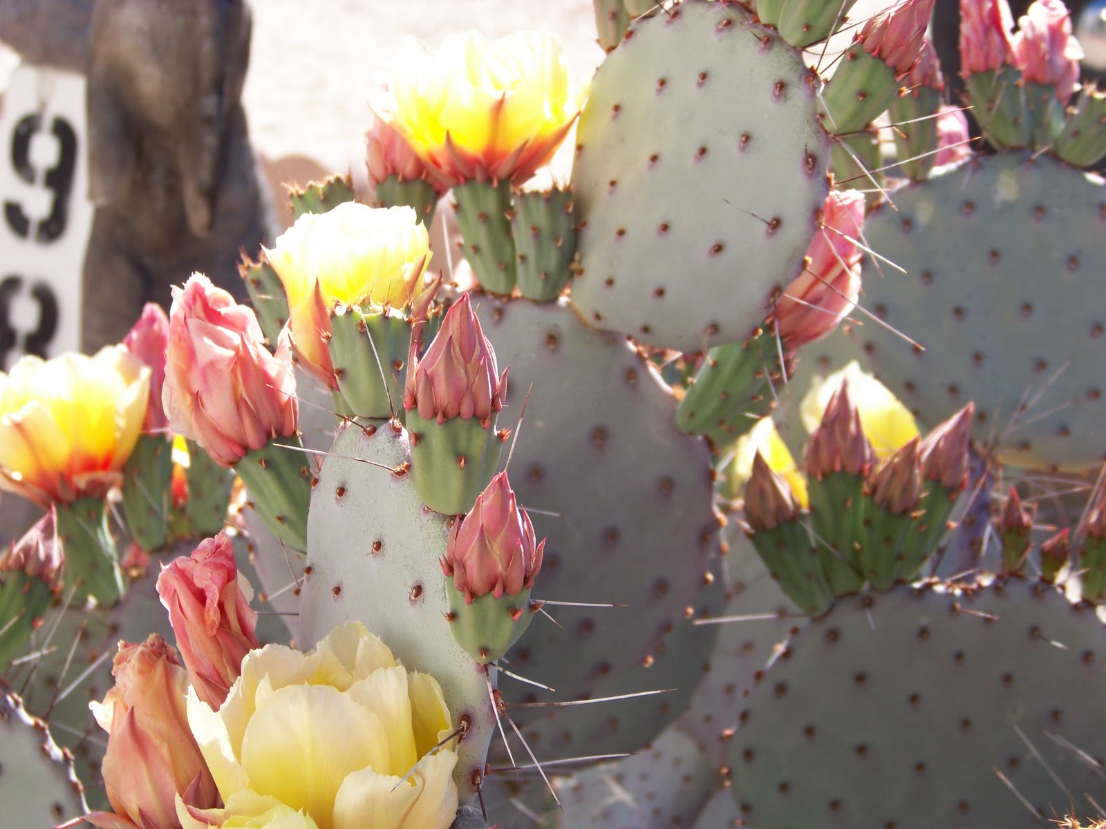 RV Road Trips and Lifestyle: Cactus
