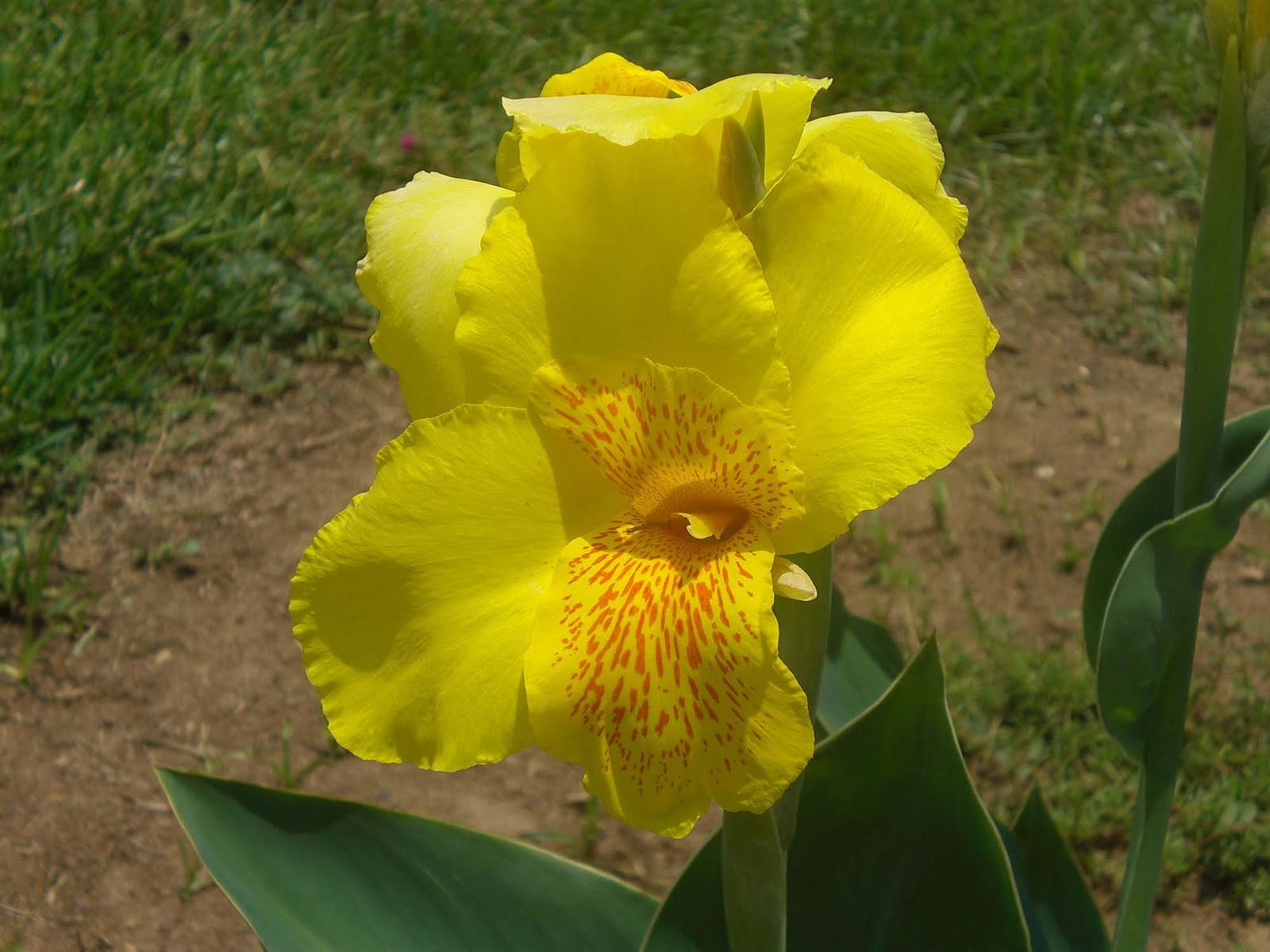 faunayfloraenvenezuela: Flores de Venezuela