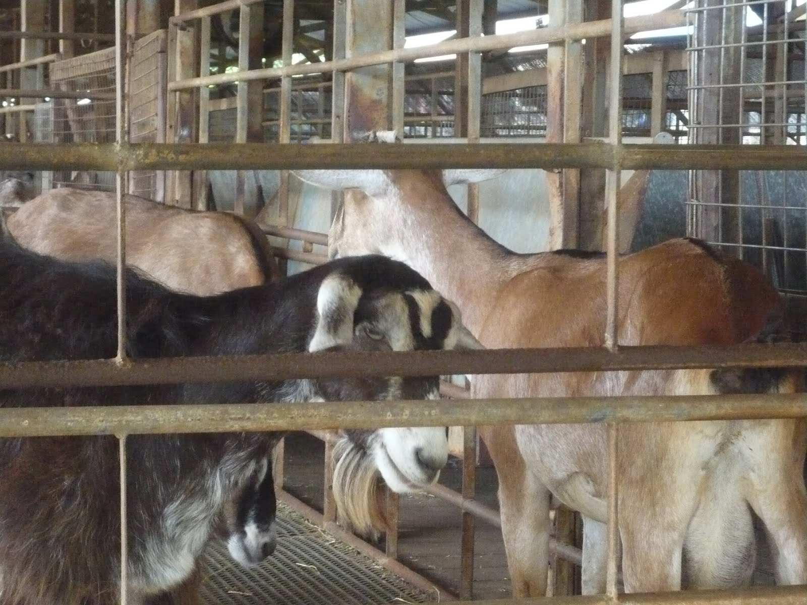 Singapore Local Tour: Farm Tour - Hay Dairy