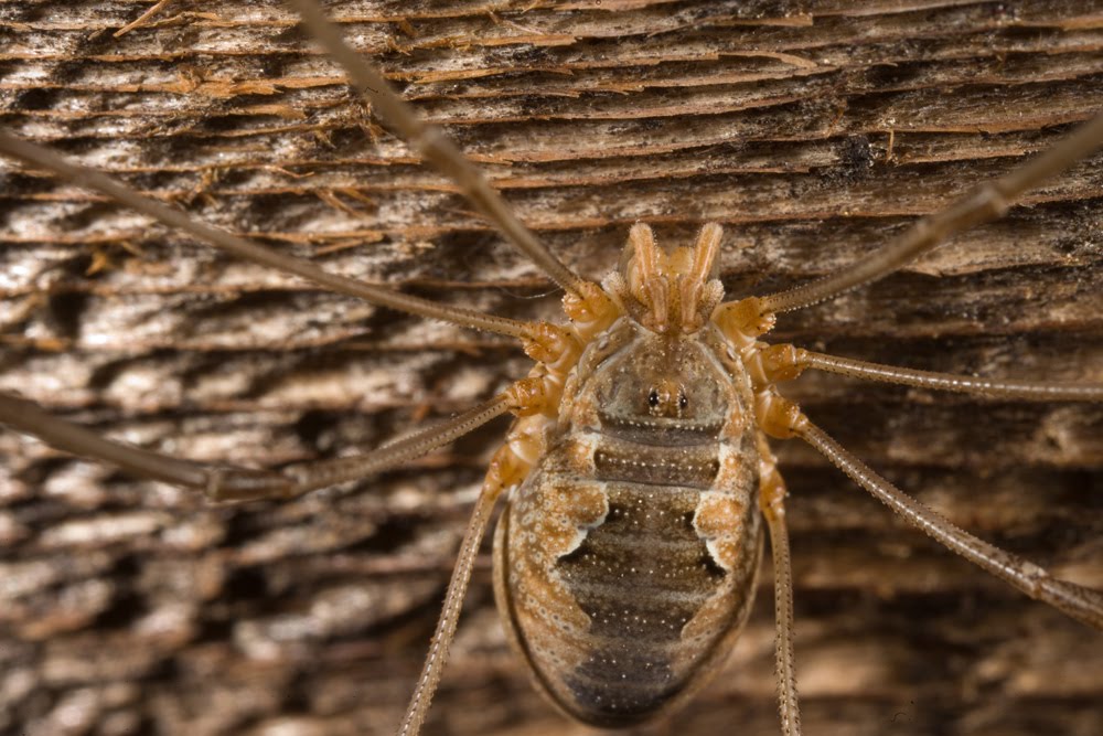 Colorado Bugs: June 2010