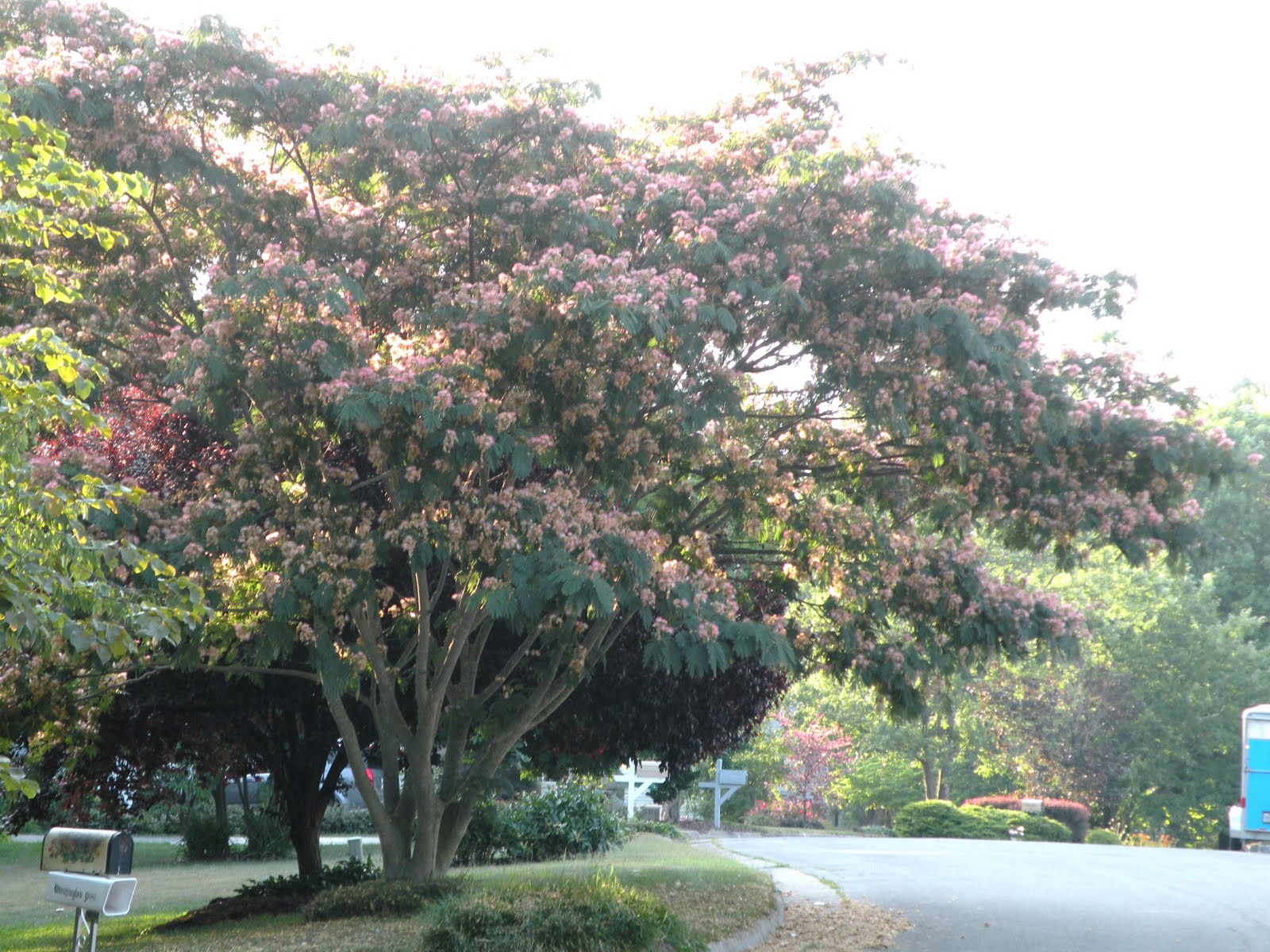 Let Your Light Shine: The Tree Of Happiness