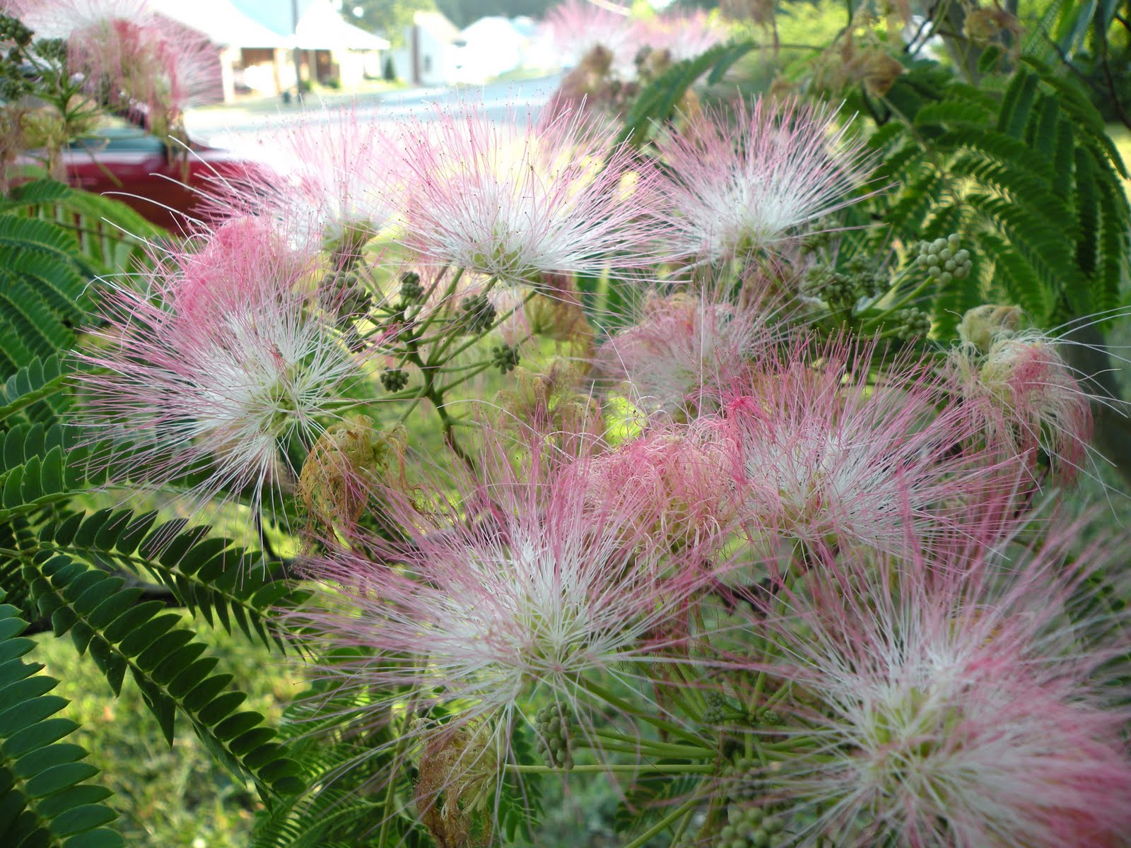 Let Your Light Shine: The Tree Of Happiness
